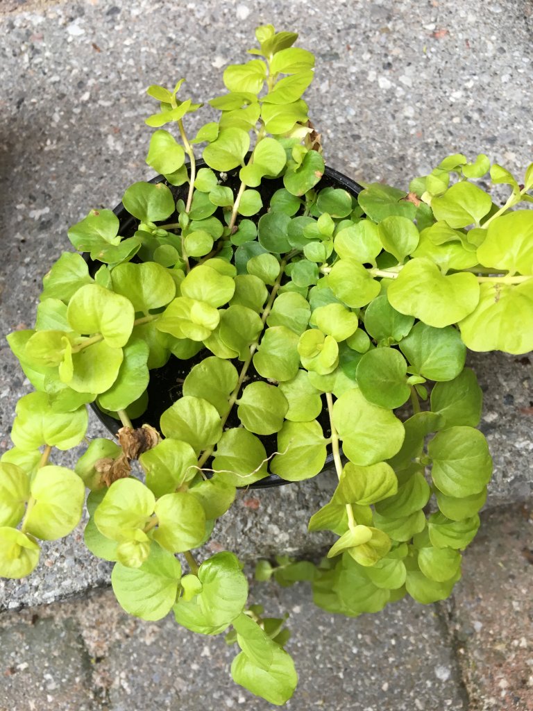 DIY Shade & Sun Planter | TOTS Family | Parenting | Kids | Home | Food