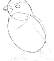 A Beginner's Guide of Sparrow Drawing in 4 Easy Steps for Kids
