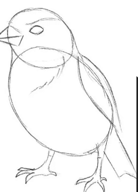 A Beginner's Guide of Sparrow Drawing in 4 Easy Steps for Kids